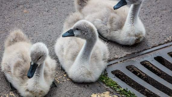 Aussie visitor finds cygnets on walkabout | wellington-today.co.uk