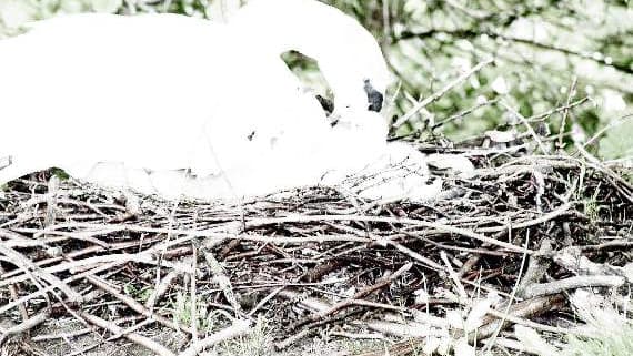 Six swans a swimming - cygnets at The Basins | wellington-today.co.uk