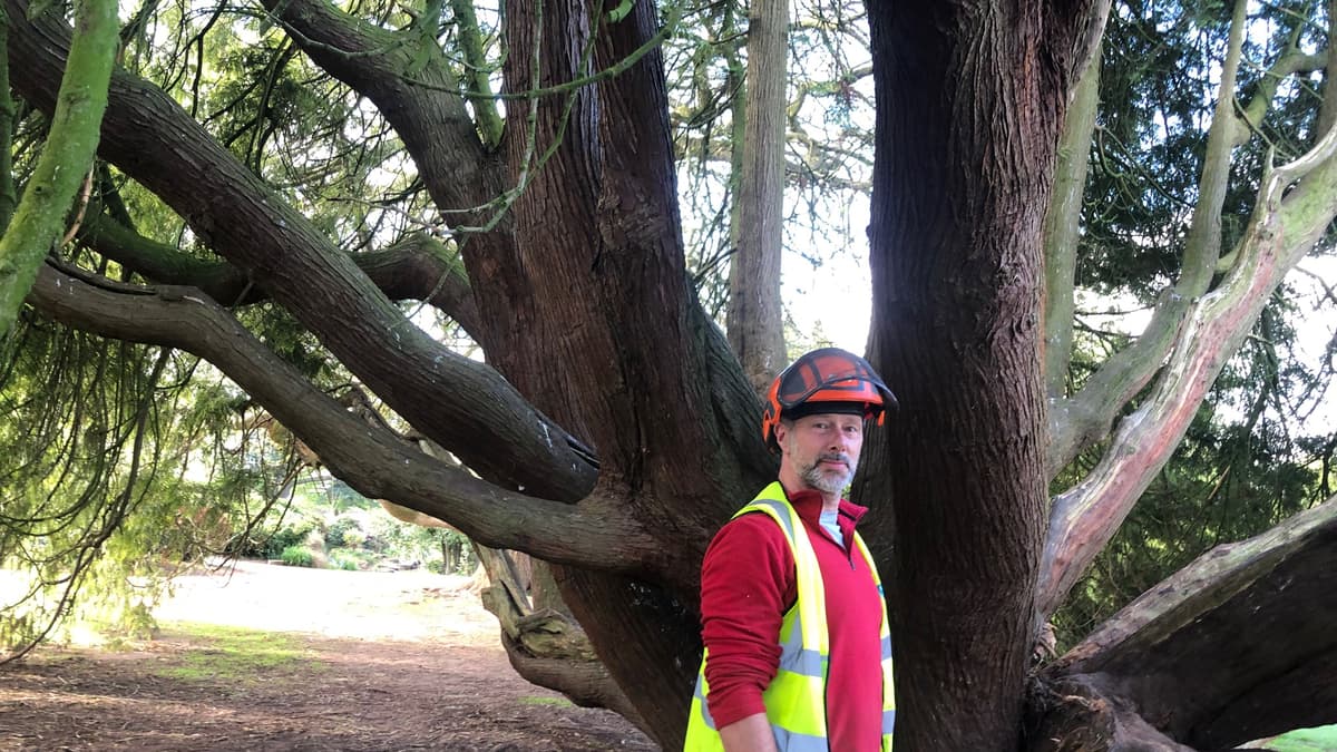 100-year-old tree ‘will live on’ | wellington-today.co.uk