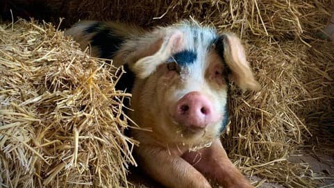 Rescued school pig Boris inspires national campaign | wellington-today ...