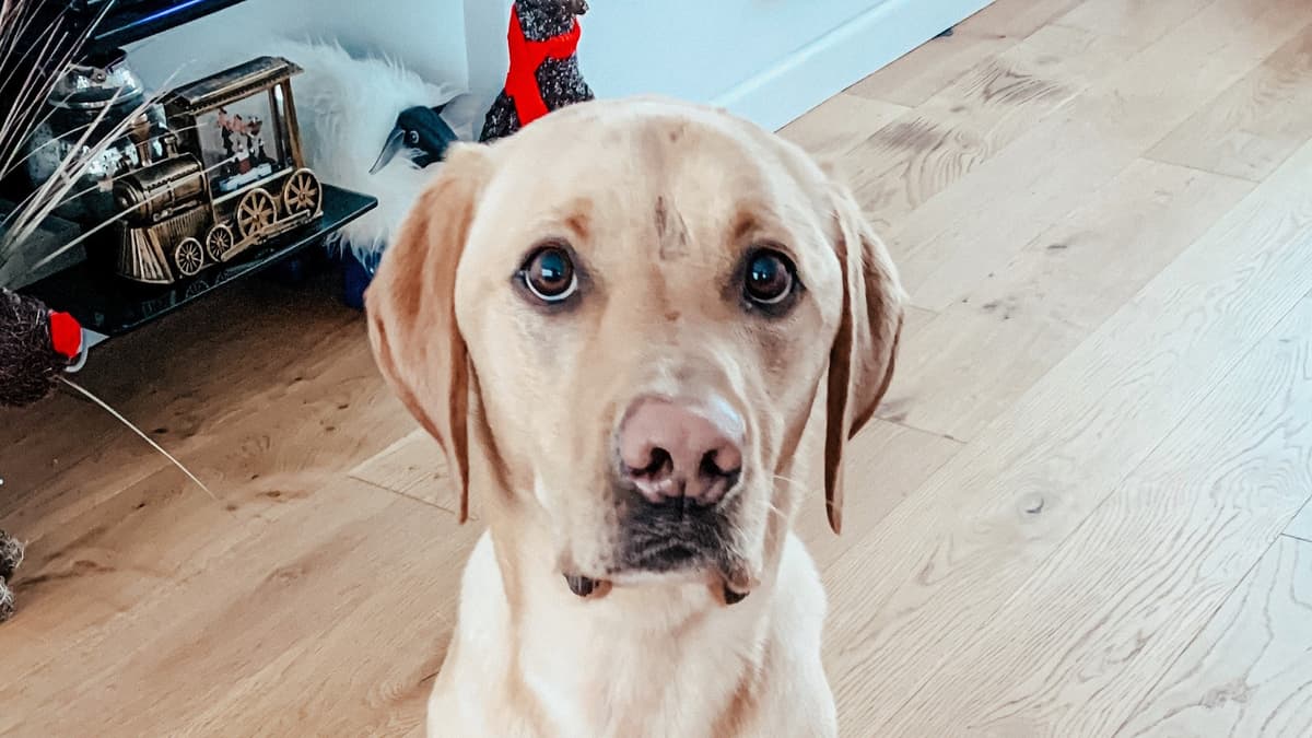 Vets save Labrador Pablo after owner spots symptoms of killer disease ...