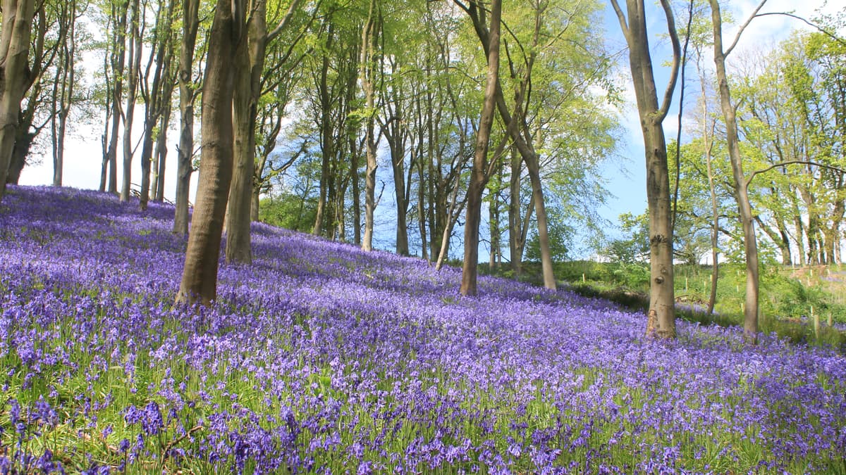 Best places to spot Bluebells across Wellington and West Somerset | wellington-today.co.uk