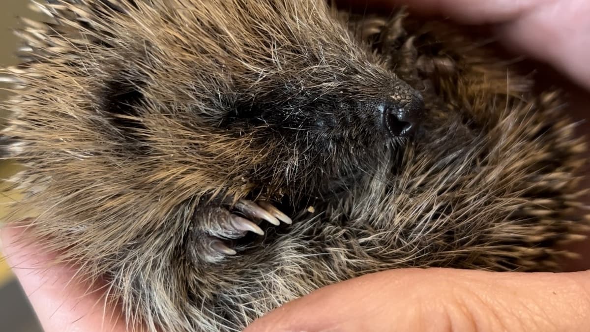 Fundraiser to 'help save hedgehogs from extinction' | wellington-today ...