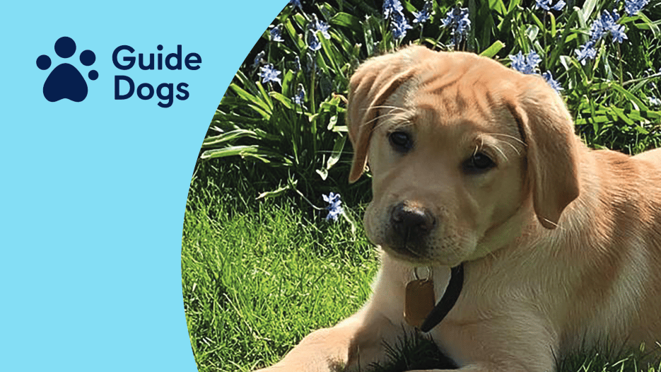 Guide Dogs charity appeals for Wellington area puppy raiser volunteers ...