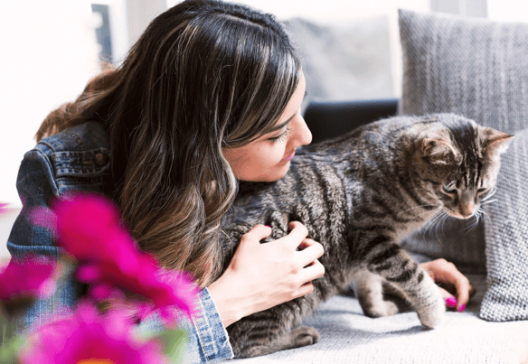 Cats Protection charity appeals for foster carers for pets of domestic ...