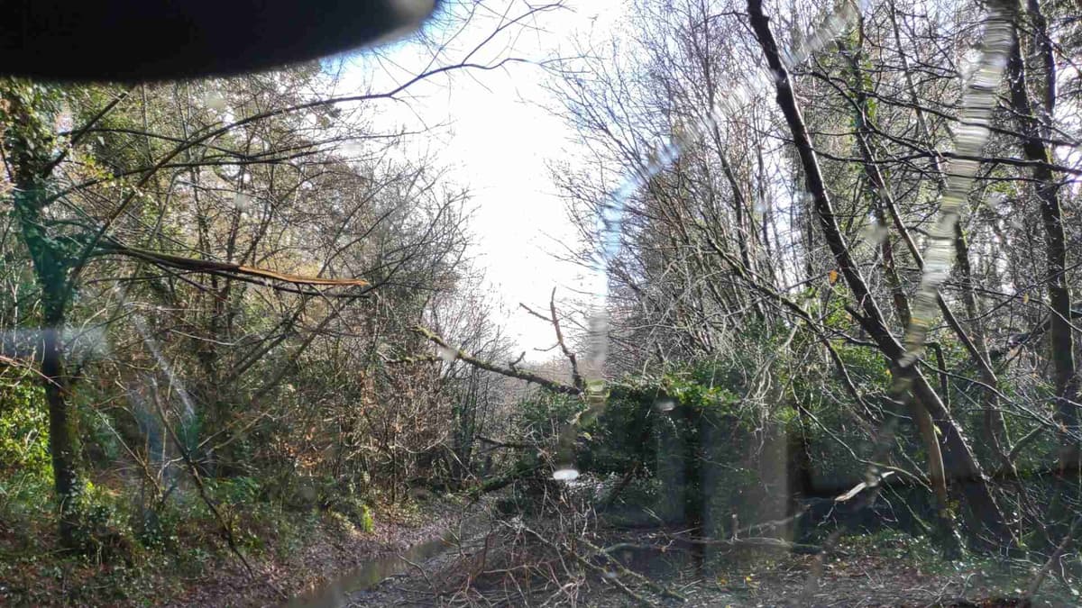 Storm Henk blows down tree closing Wellington road | wellington-today.co.uk