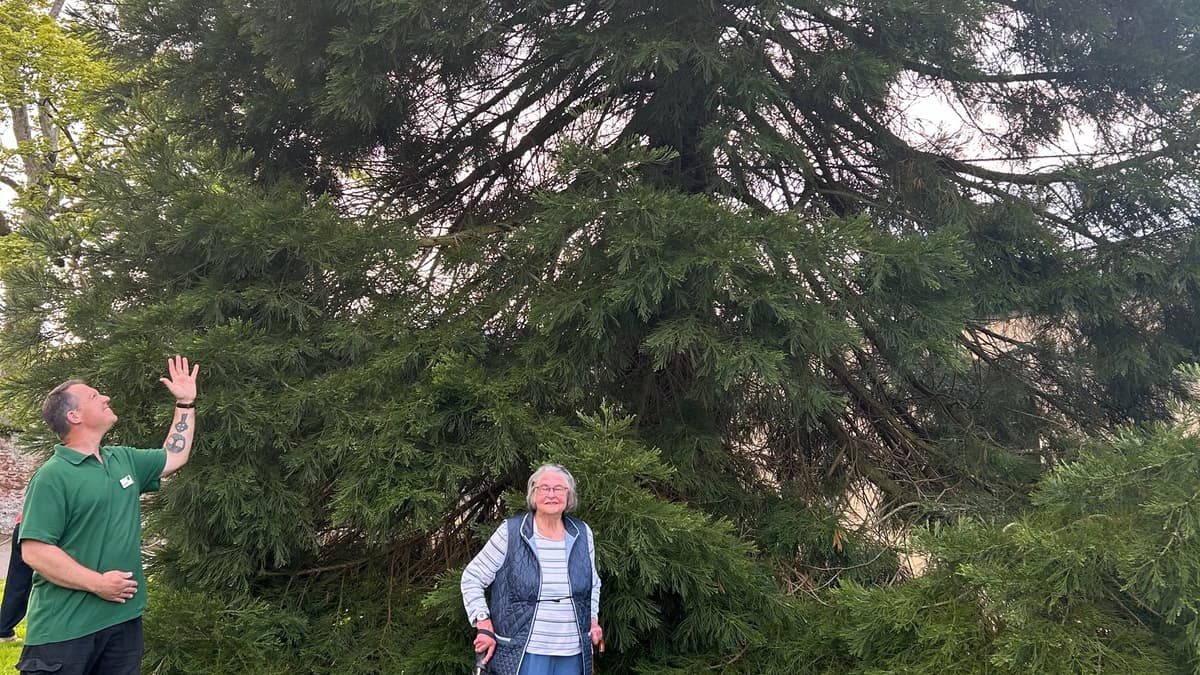 Millennium 'Wellingtonia' trees thriving at Nynehead Court after being ...