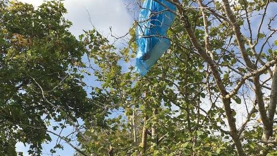 Bags of dog poo 'thrown in trees' top 'list of annoyance' in dog mess ...