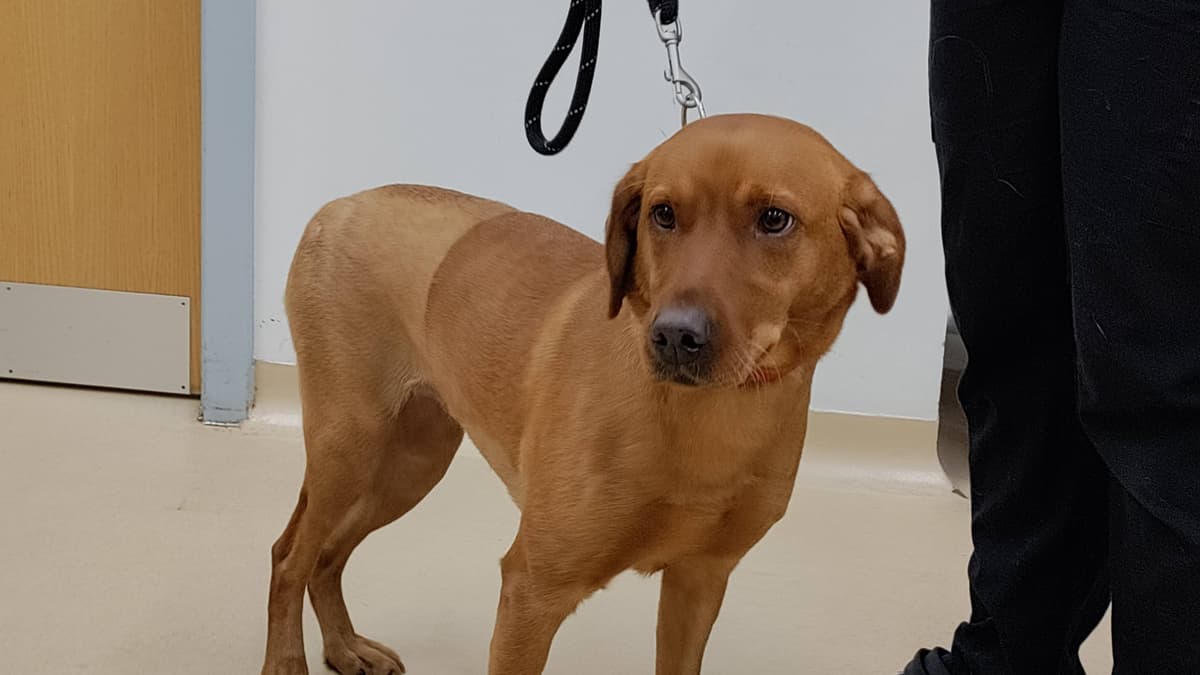 Specialist vets at Cave, West Buckland, save labrador after van causes ...