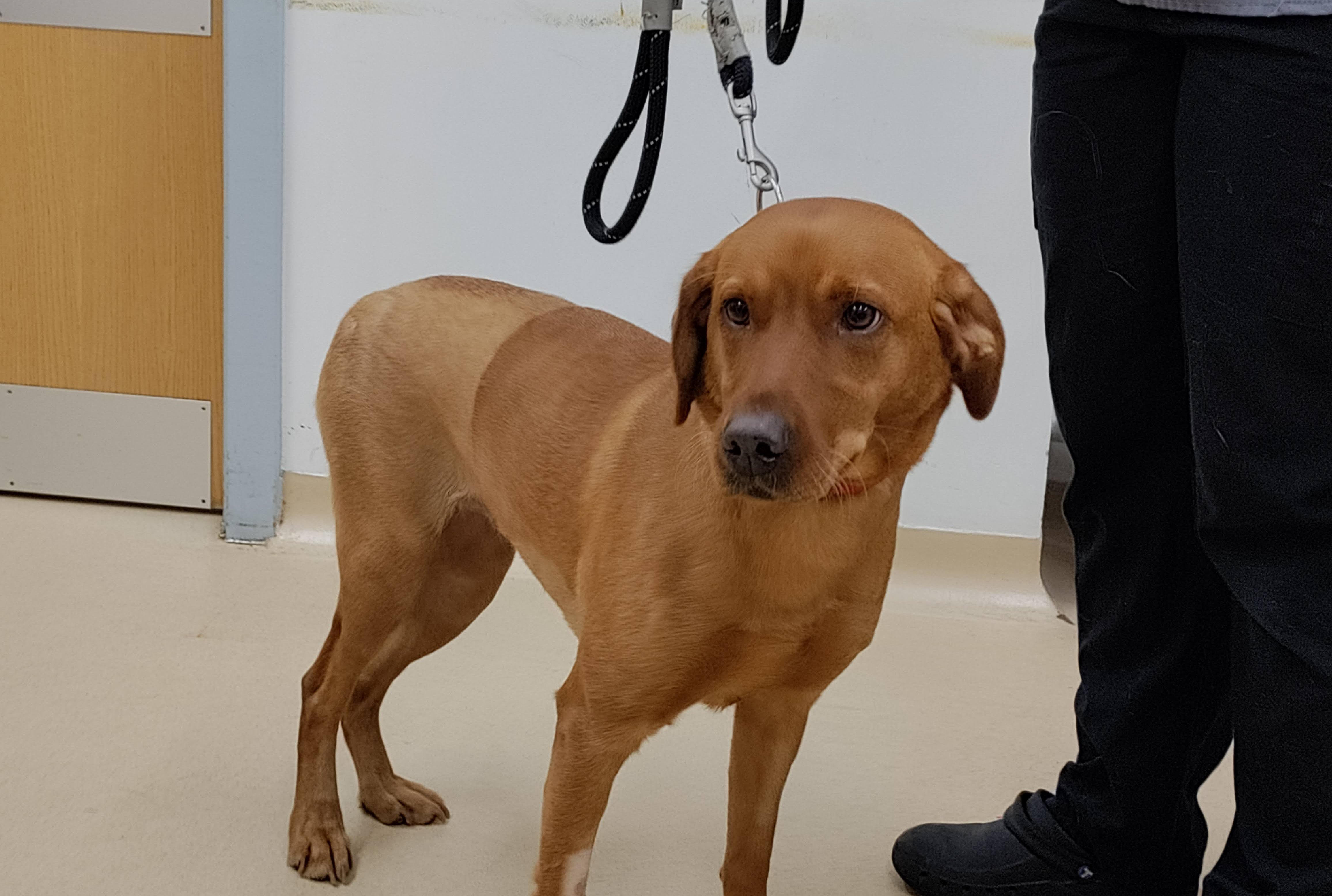 Specialist vets at Cave, West Buckland, save labrador after van causes ...