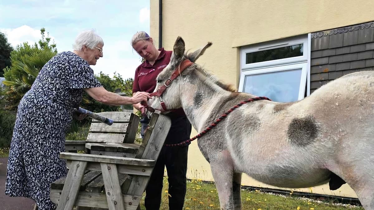 Donkey and miniature Shetland pony visit Camelot House and Lodge ...