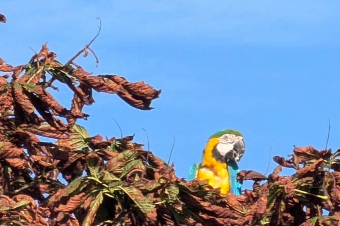 Parrot spotted 'swooping' over Wellington area 'distracting' drivers ...