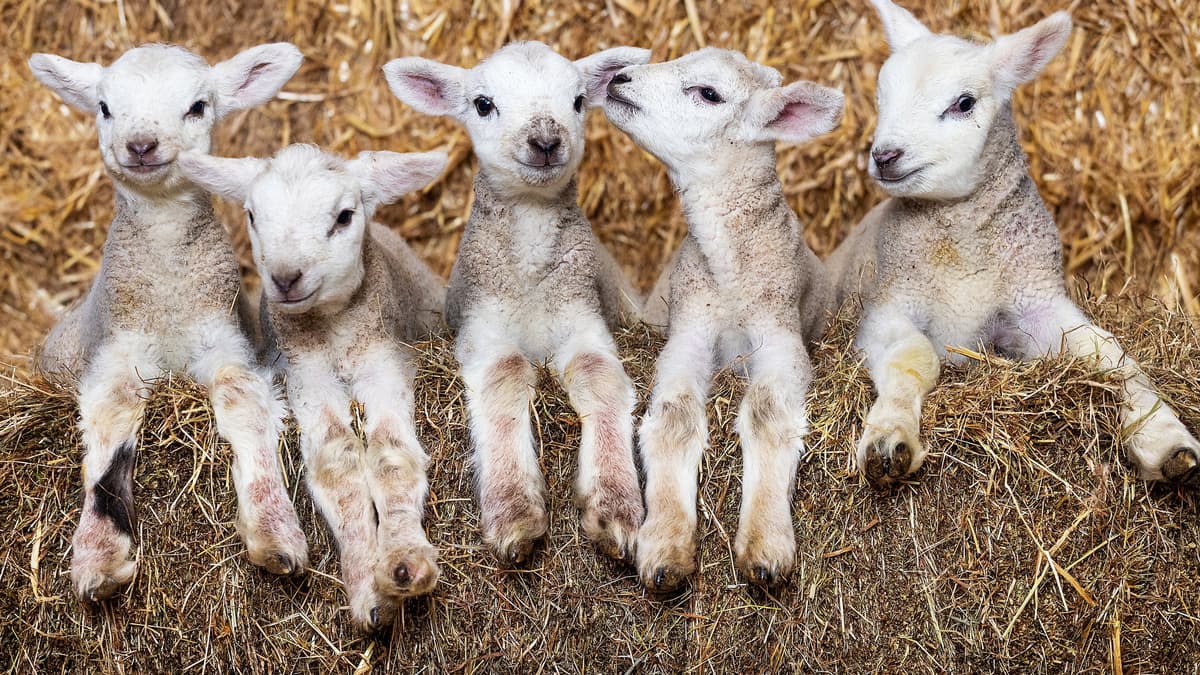 Five lambs born to the same ewe in a 'one in a million' occurrence ...