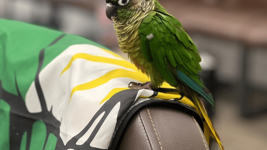 Owner of Turkish barber shop loses pet parakeet | wellington-today.co.uk