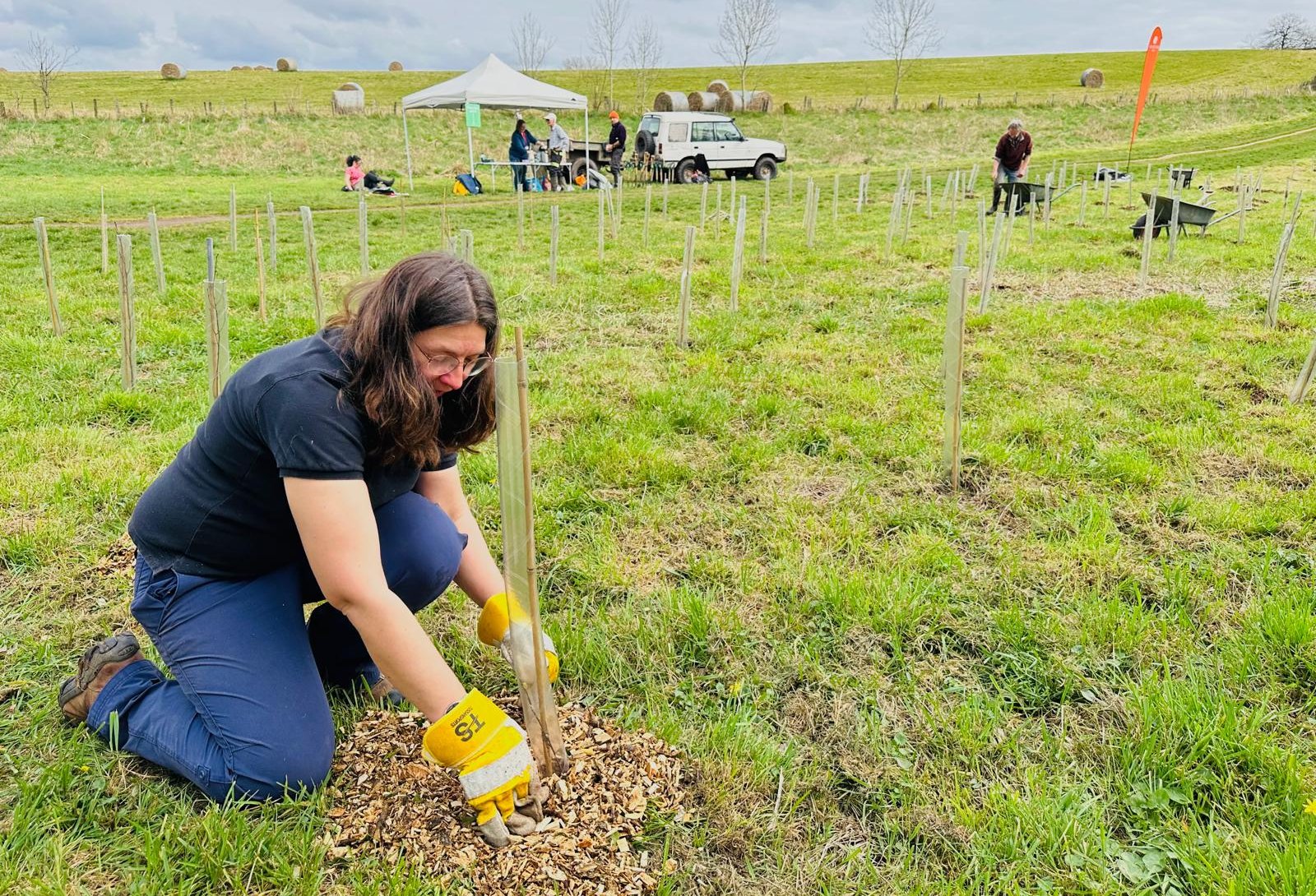 'Too soon' to remove plastic guards from Wellington Basins trees, says ...