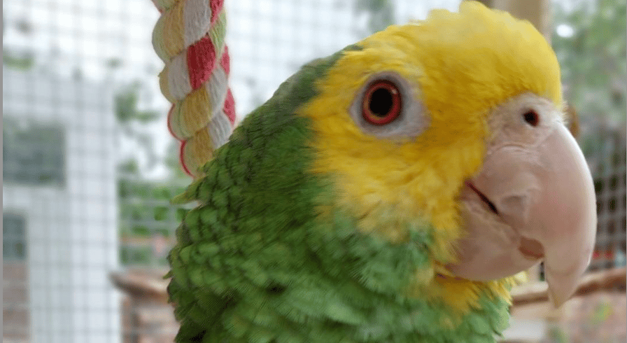Missing parrot found after 11 day adventure | wellington-today.co.uk