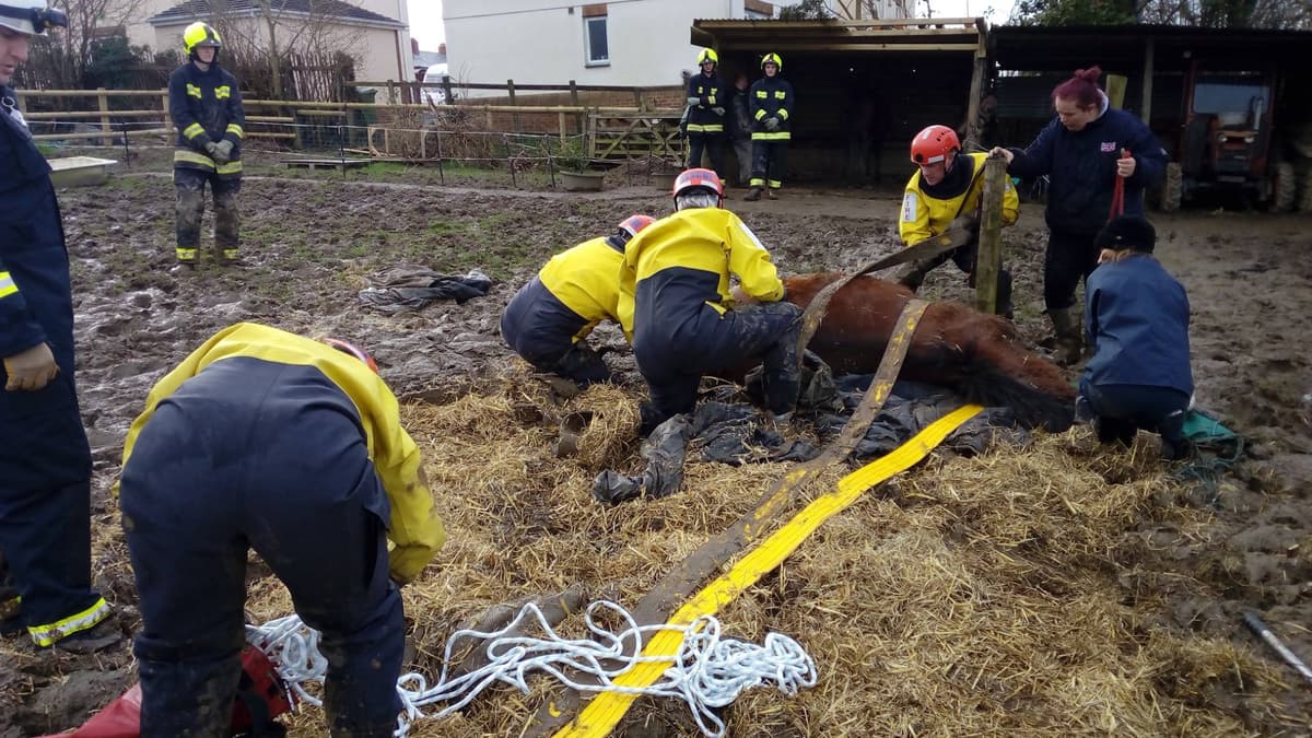 Wellington among three fire crews working to free horse trapped in farm ...